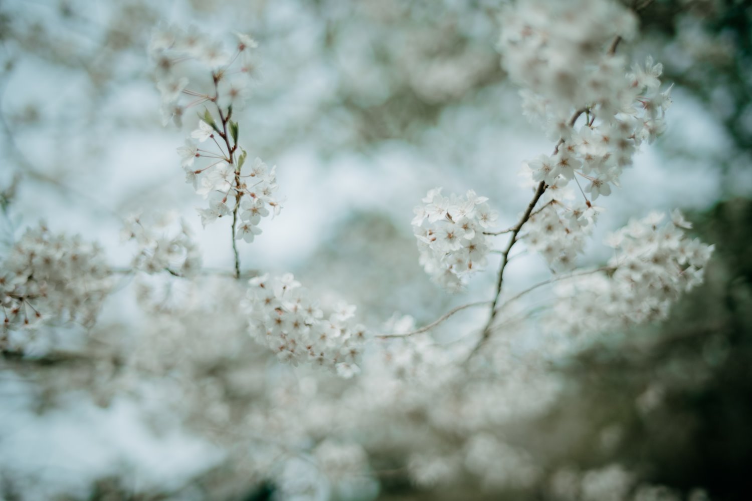 25 exemplos impressionantes de profundidade de campo rasa - Annphoto